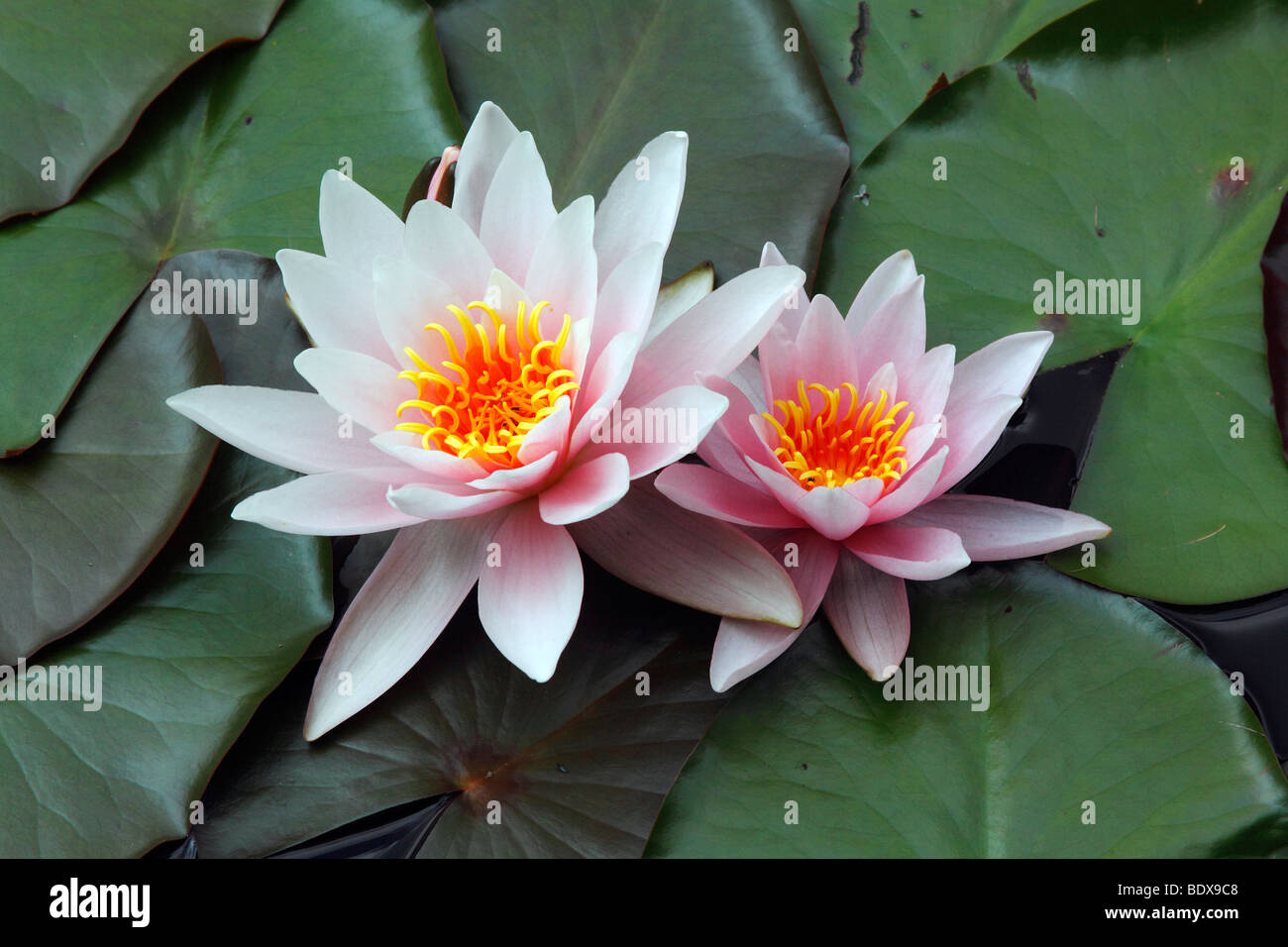 Nenúfar (Nymphaea Spp Hybrid) (La Planta Reina Del, 59% OFF