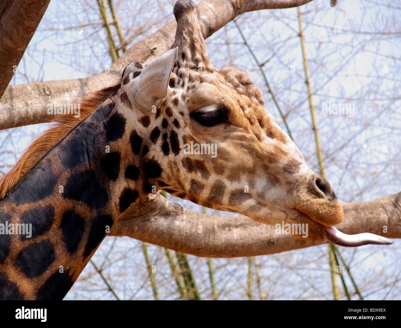 Giraf hi-res stock photography and images - Alamy