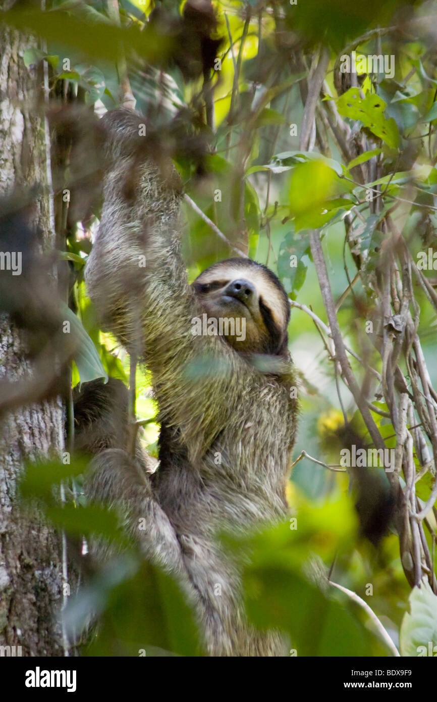 Brown-throated three-toed sloth (Bradypus variegatus) in a tree in the ...