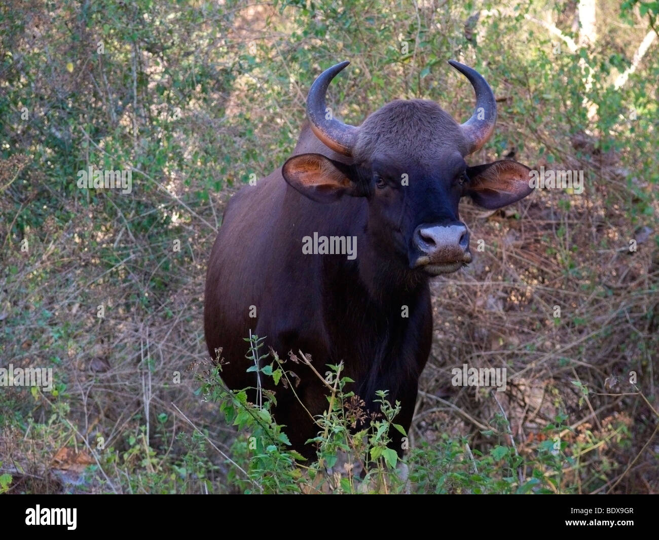 Indian bison boss gaurus hi-res stock photography and images - Alamy