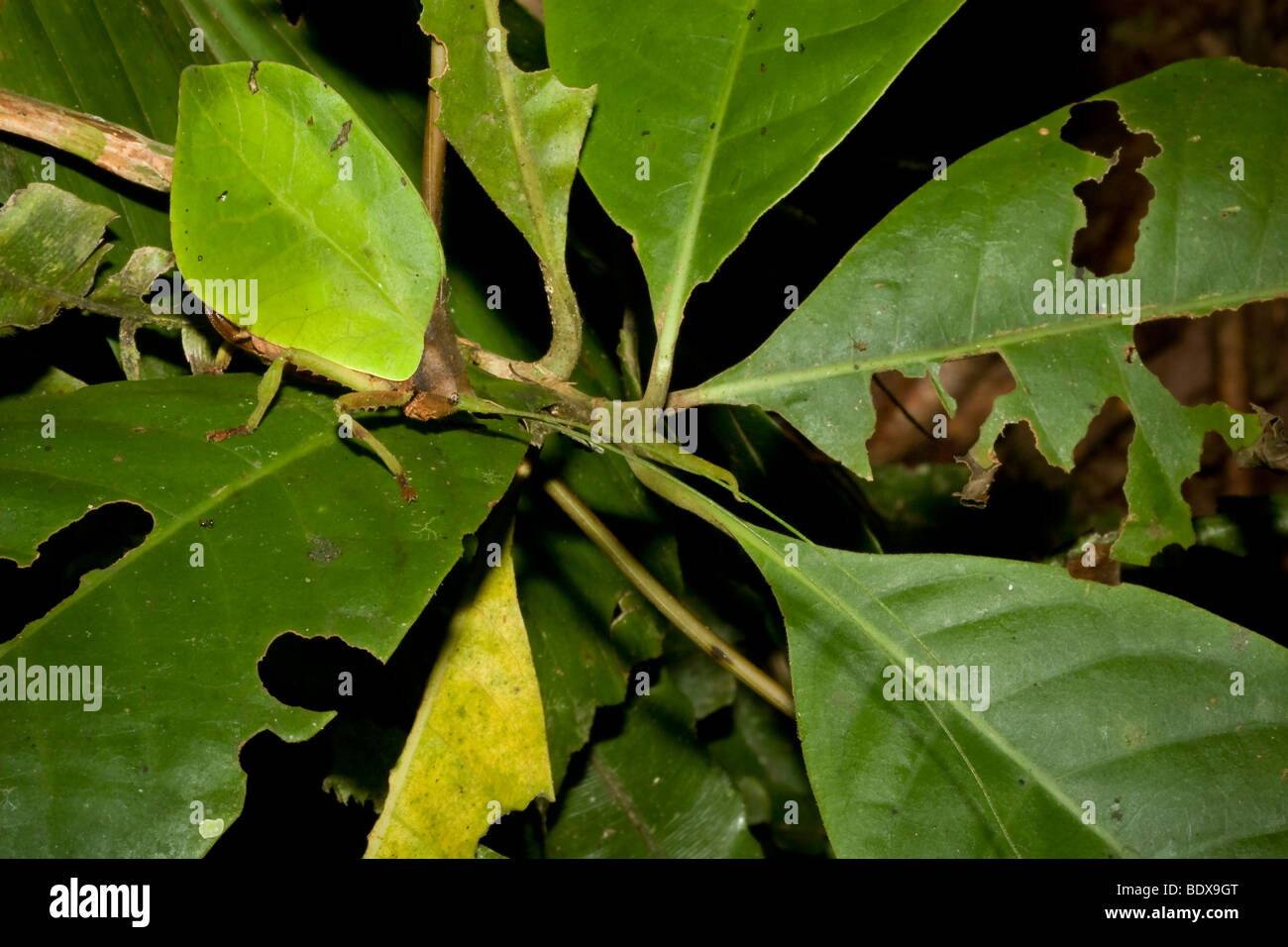 A well-camouflaged katydid, order Orthoptera, family Tettigoniidae ...