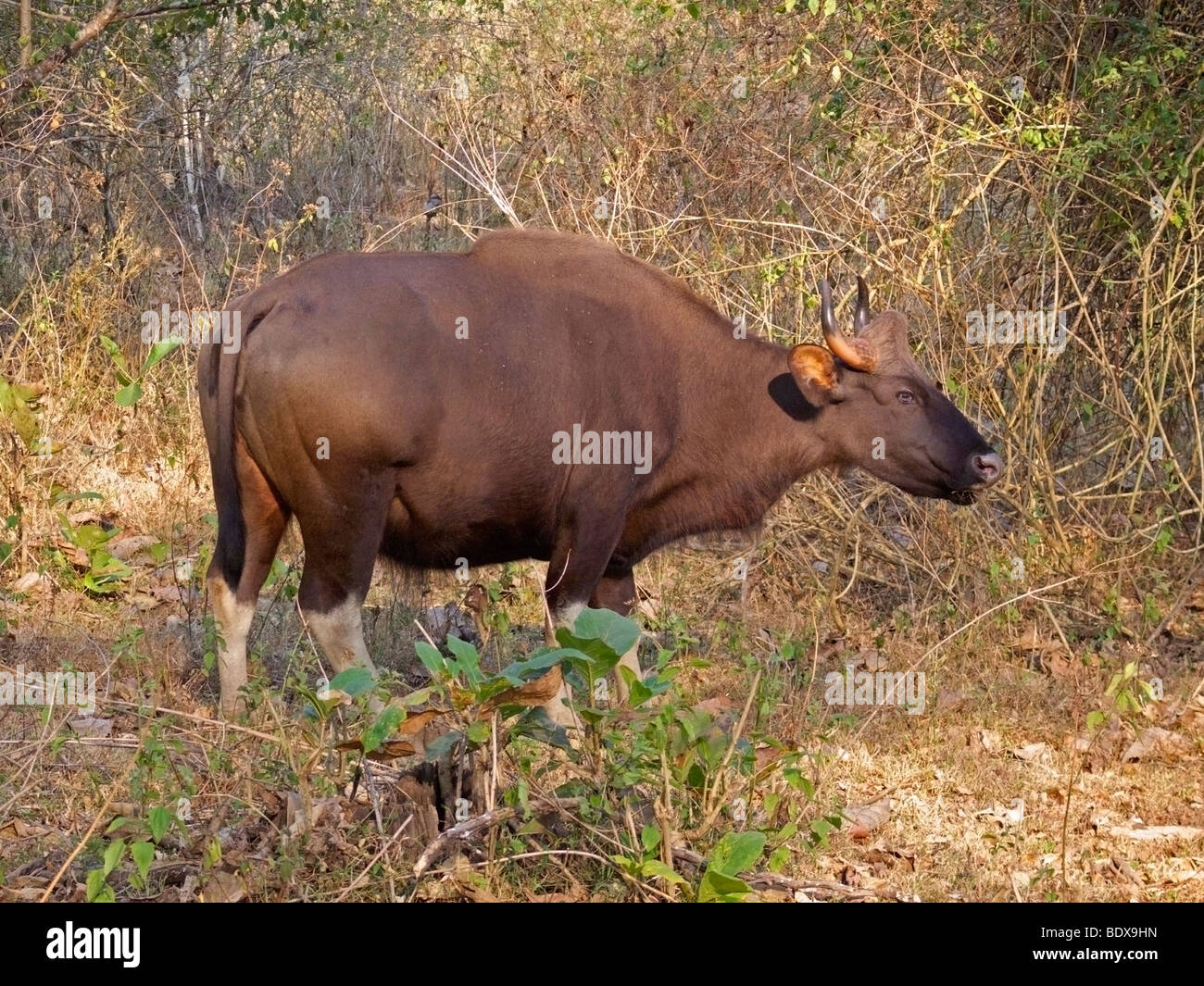 Indian bison boss gaurus hi-res stock photography and images - Alamy