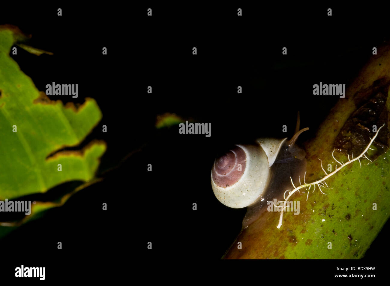 Tropical land snail, class Gastropoda. Photographed in Panama Stock ...
