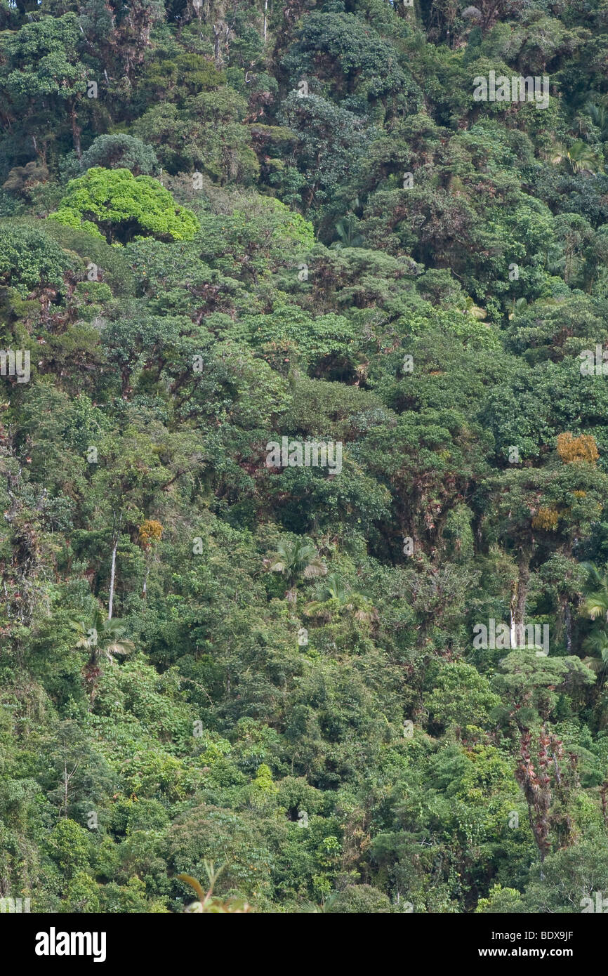 A tree with bright green leaves stands out in a lush Panamanian ...