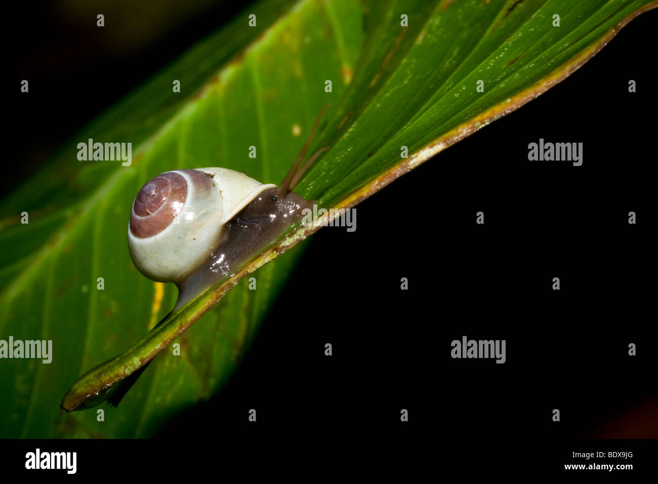 Mollusca class hi-res stock photography and images - Alamy