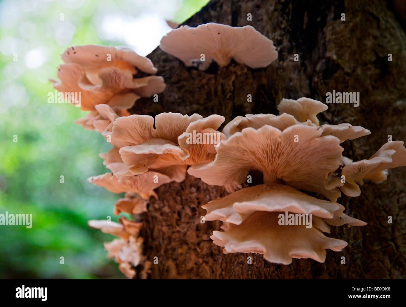 Oyster mushrooms on old tree stump Stock Photo - Alamy