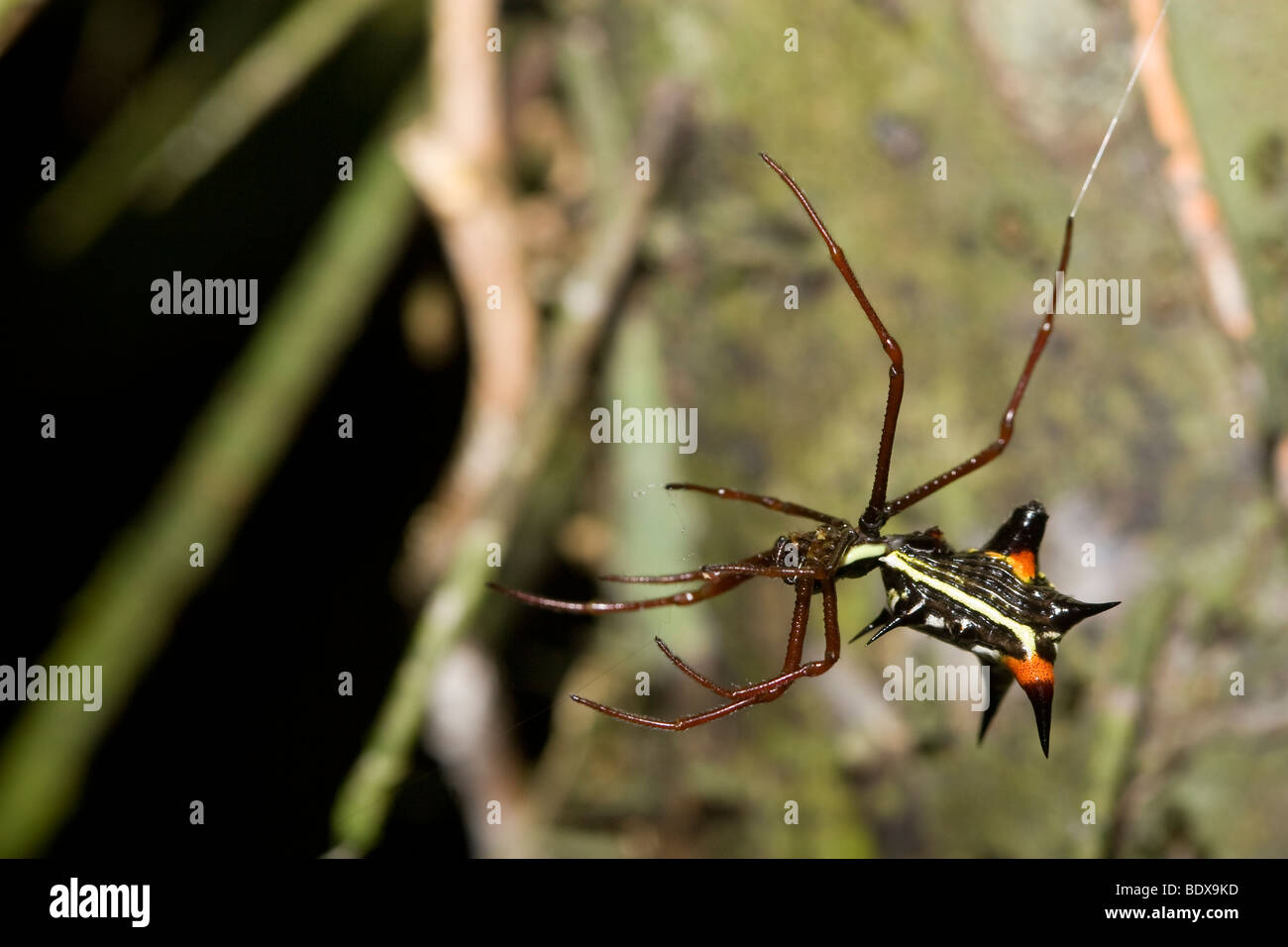 Spider with spiny legs hi-res stock photography and images - Alamy