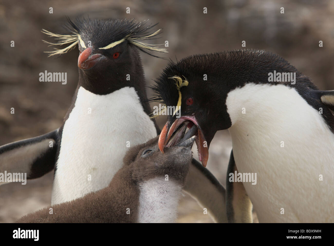 Baby Rockhopper Penguin Pictures