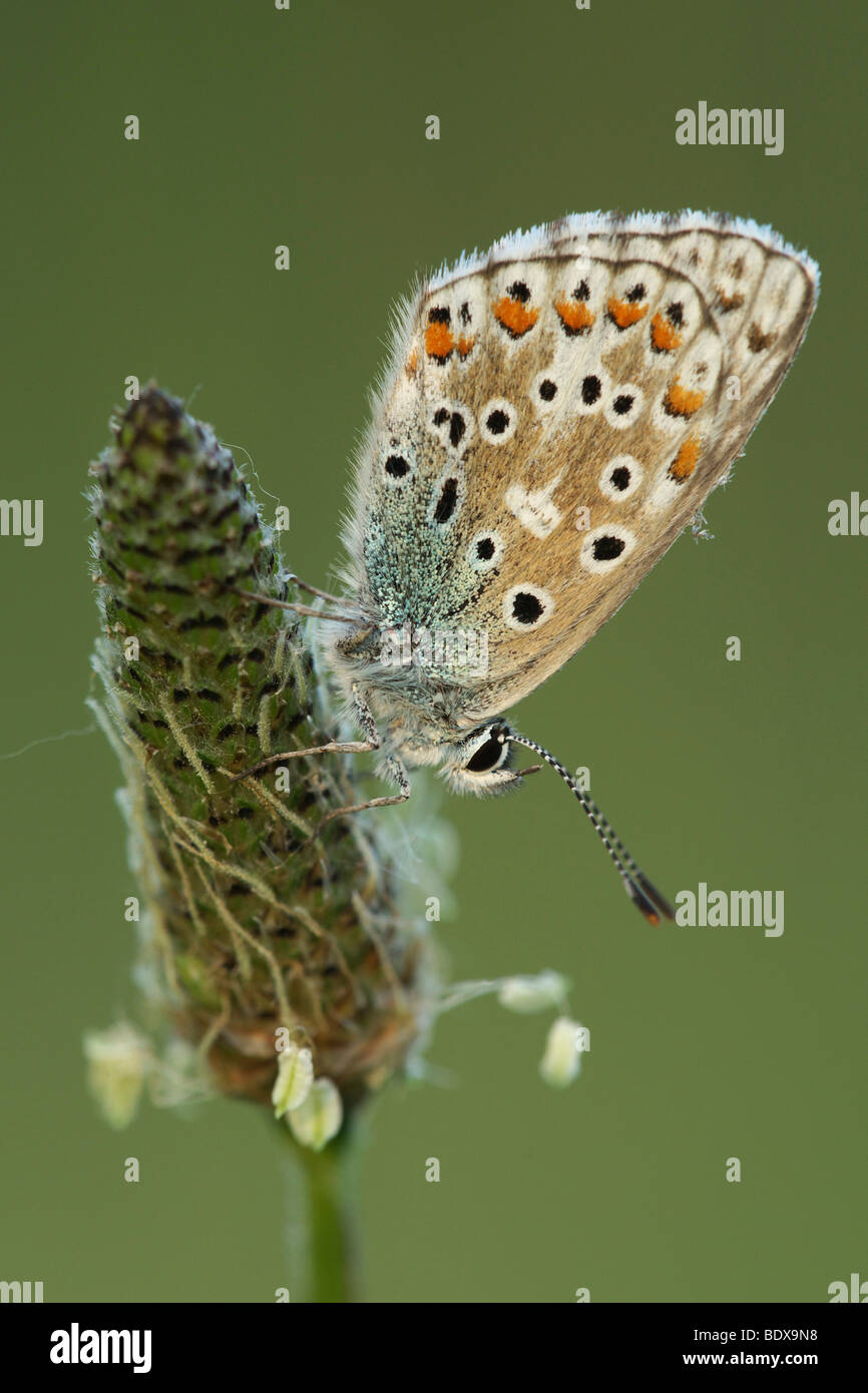 Adonis out hi-res stock photography and images - Alamy