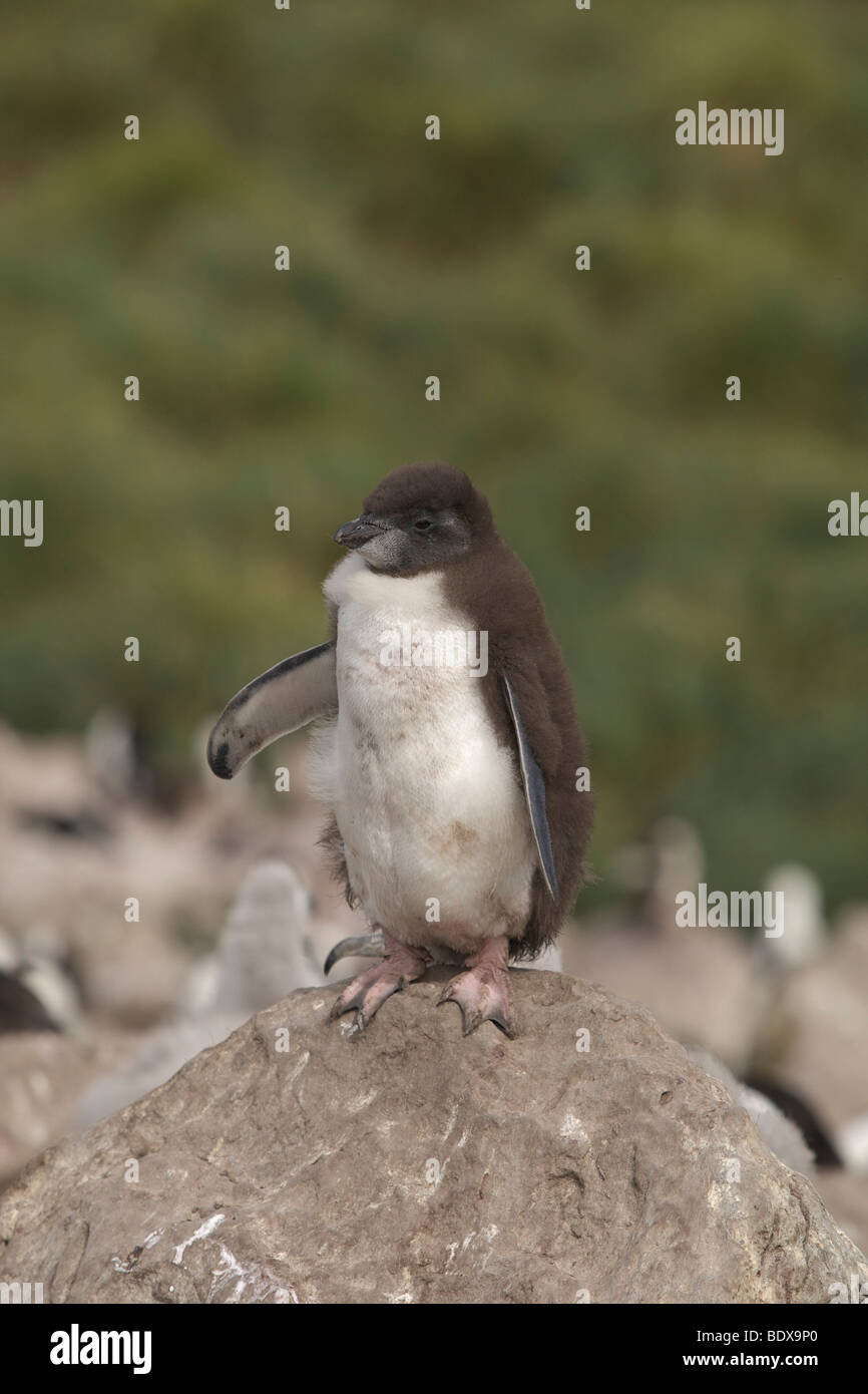 Western Rockhopper Penguin (Eudyptes chrysocome), Falkland Islands ...