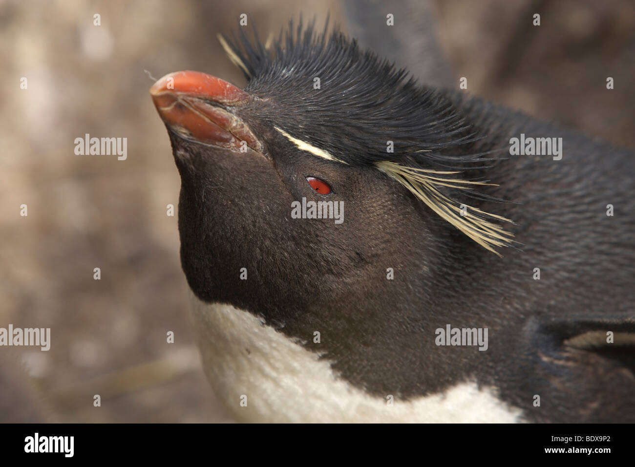 Western rockhopper hi-res stock photography and images - Alamy