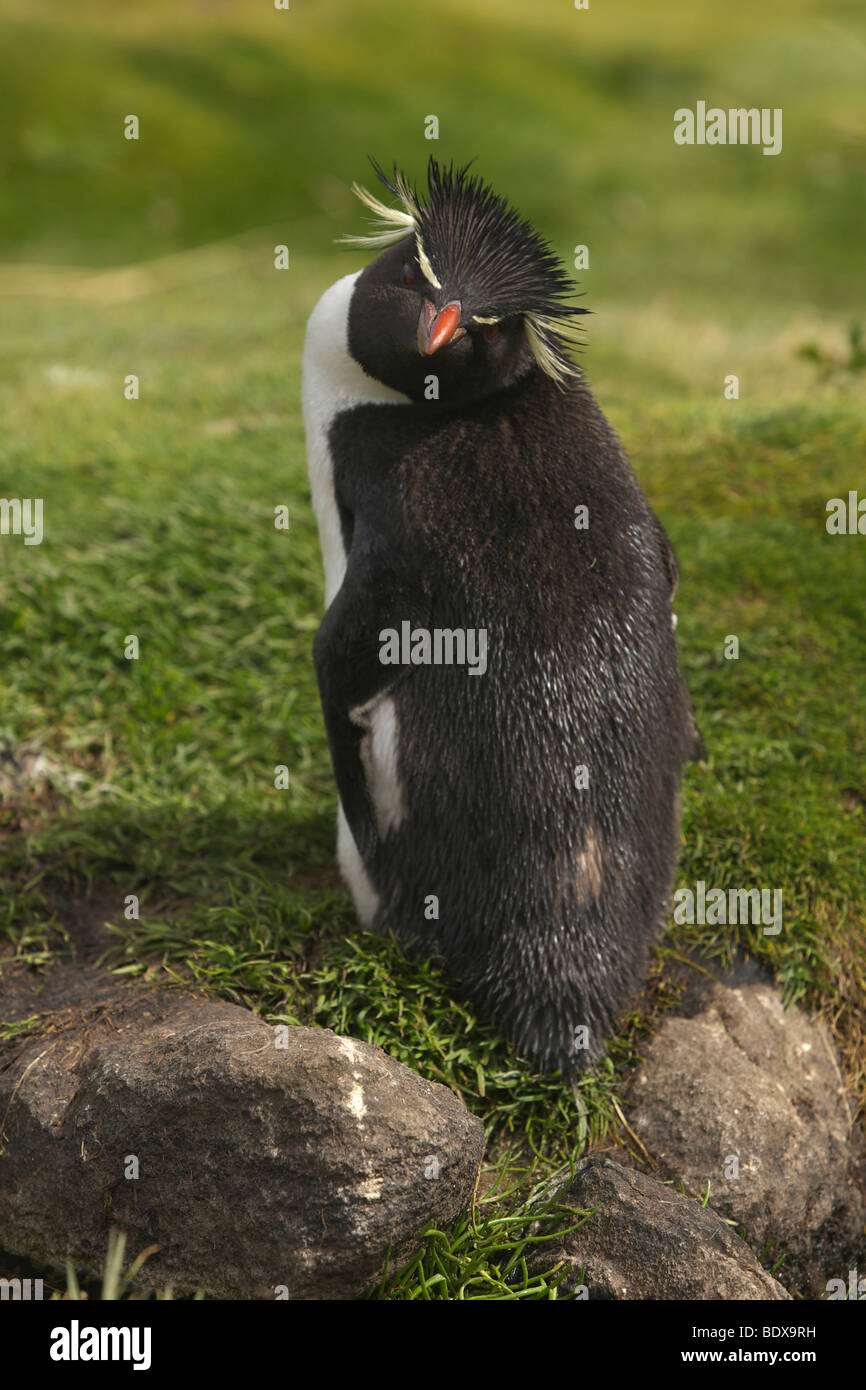 Western rockhopper pinguin hi-res stock photography and images - Alamy