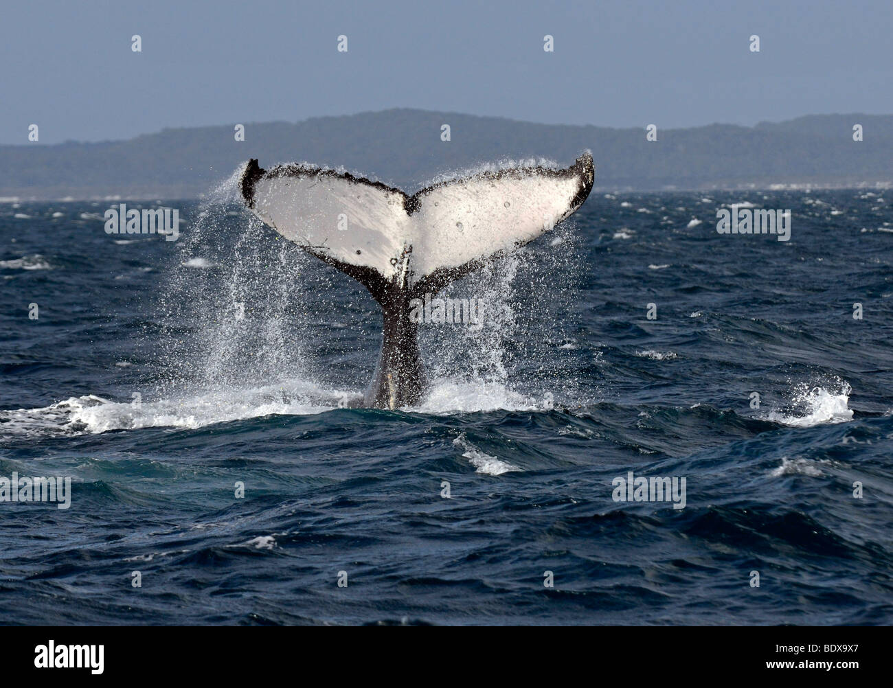 Species-specific tail slap, slap of the tail fin, of a Humpback Whale ...