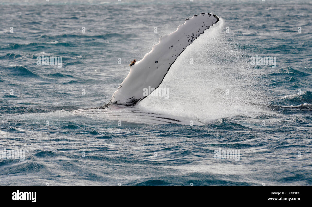 Pectoral fin slap hi-res stock photography and images - Alamy