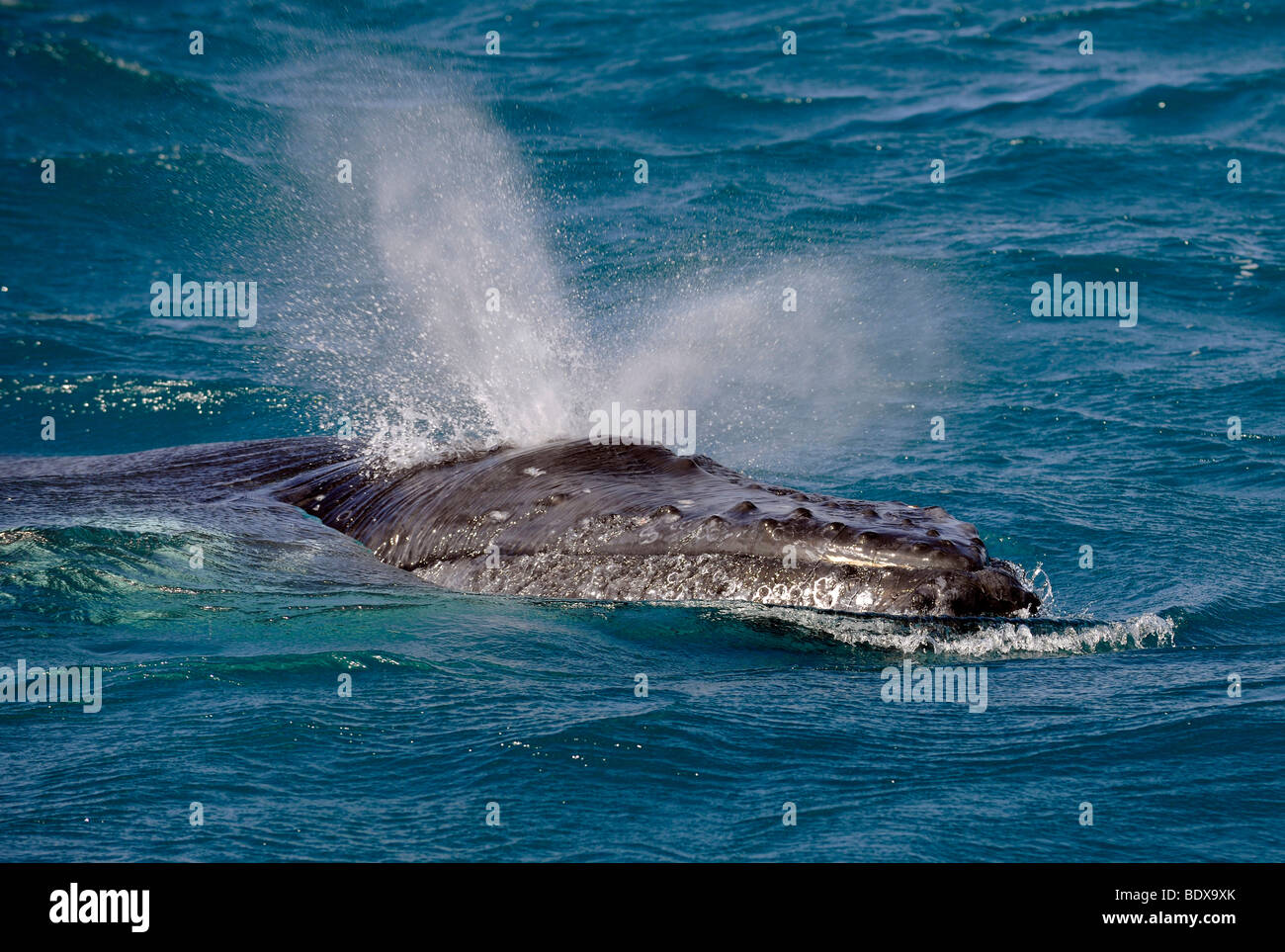 Spouting Humpback Whale High Resolution Stock Photography and Images ...