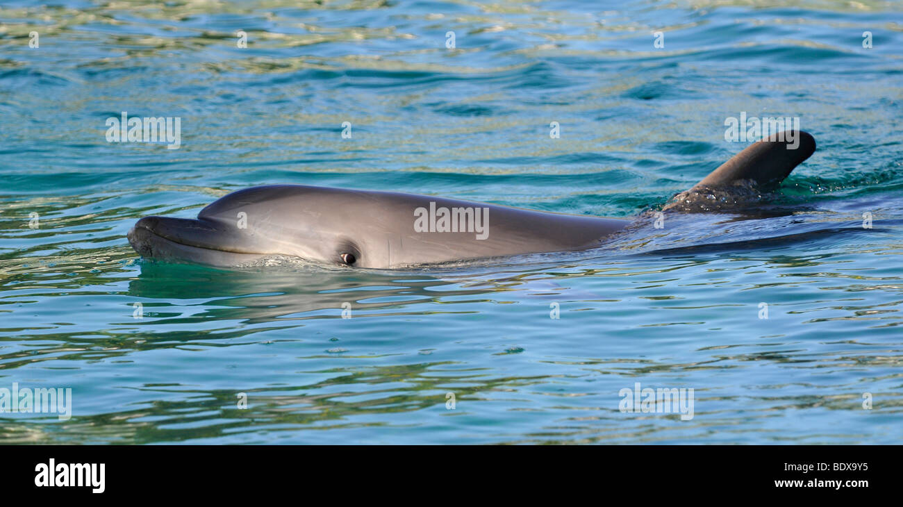 Australian Dolphin High Resolution Stock Photography and Images - Alamy