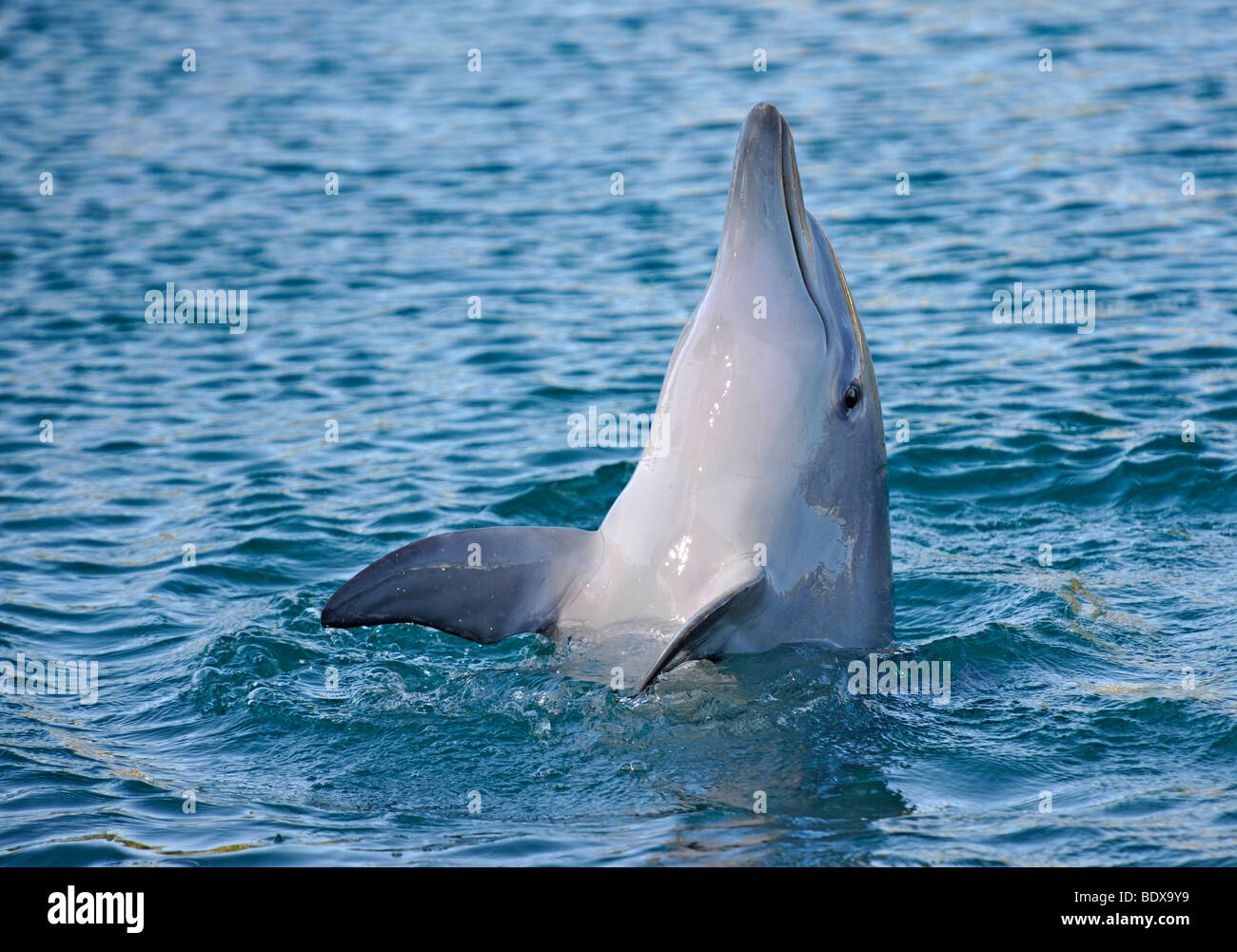 Australian dolphin hi-res stock photography and images - Alamy