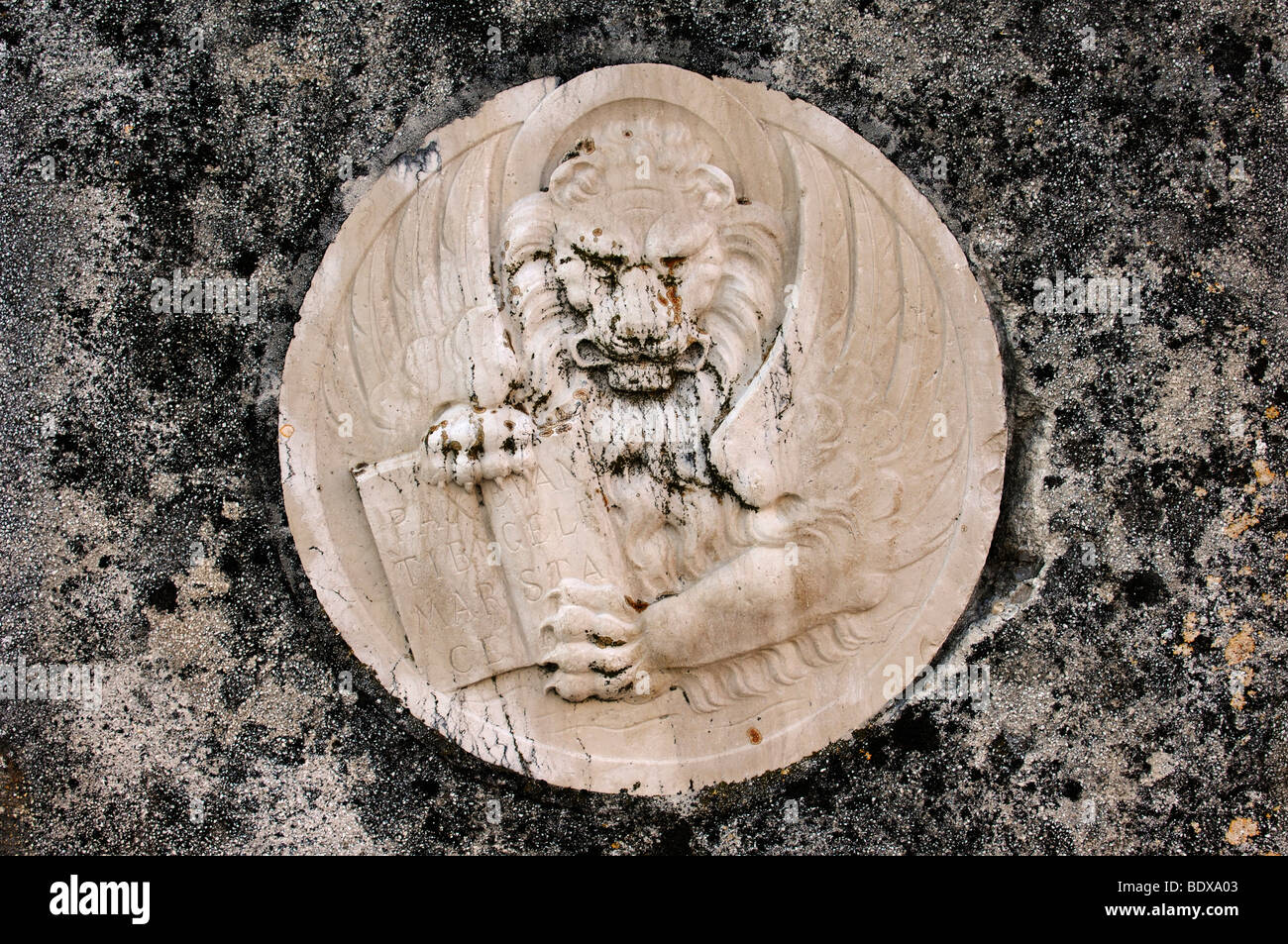 Venetian animals hi-res stock photography and images - Alamy