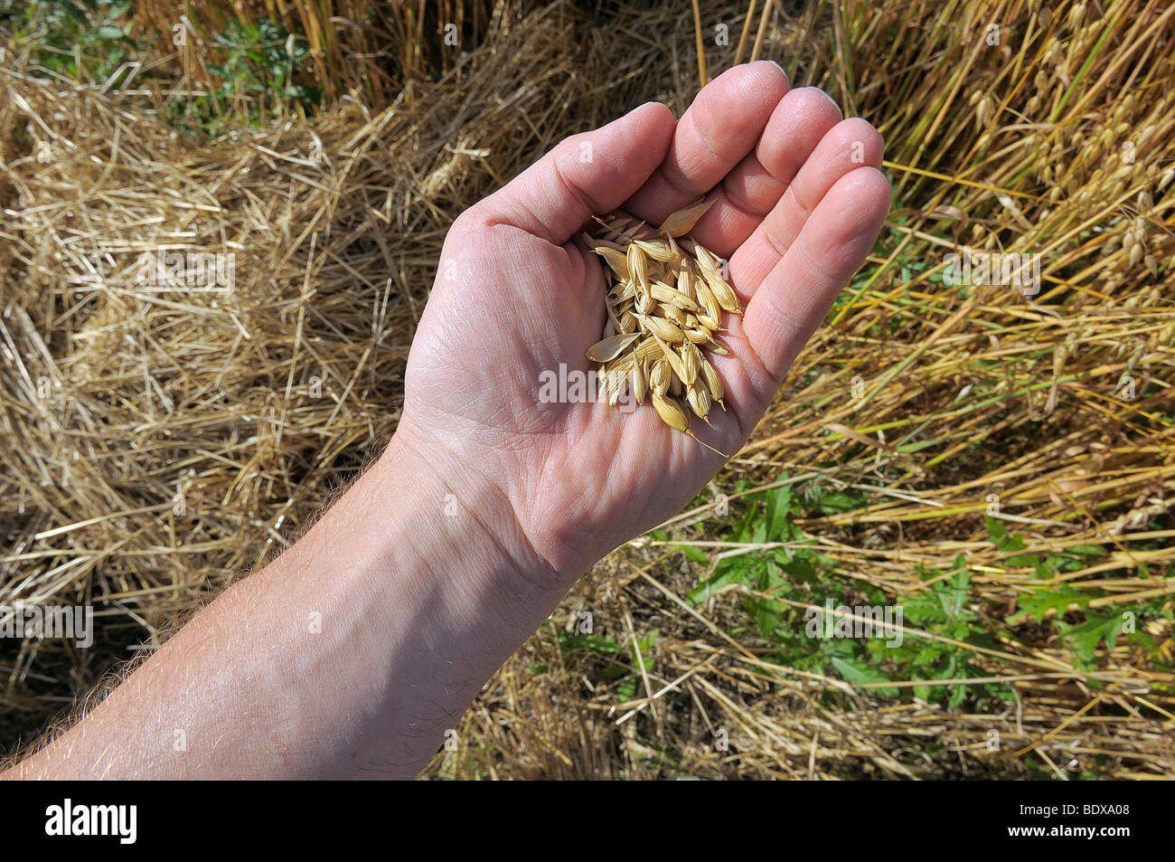 Oats (Avena), ready for harvesting, man holding oats in his hand, Upper ...