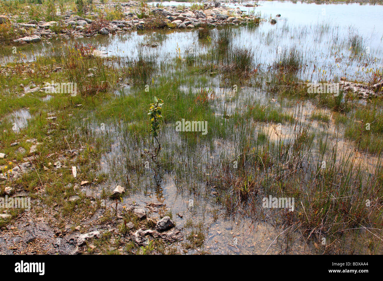 Low water use plants hi-res stock photography and images - Alamy
