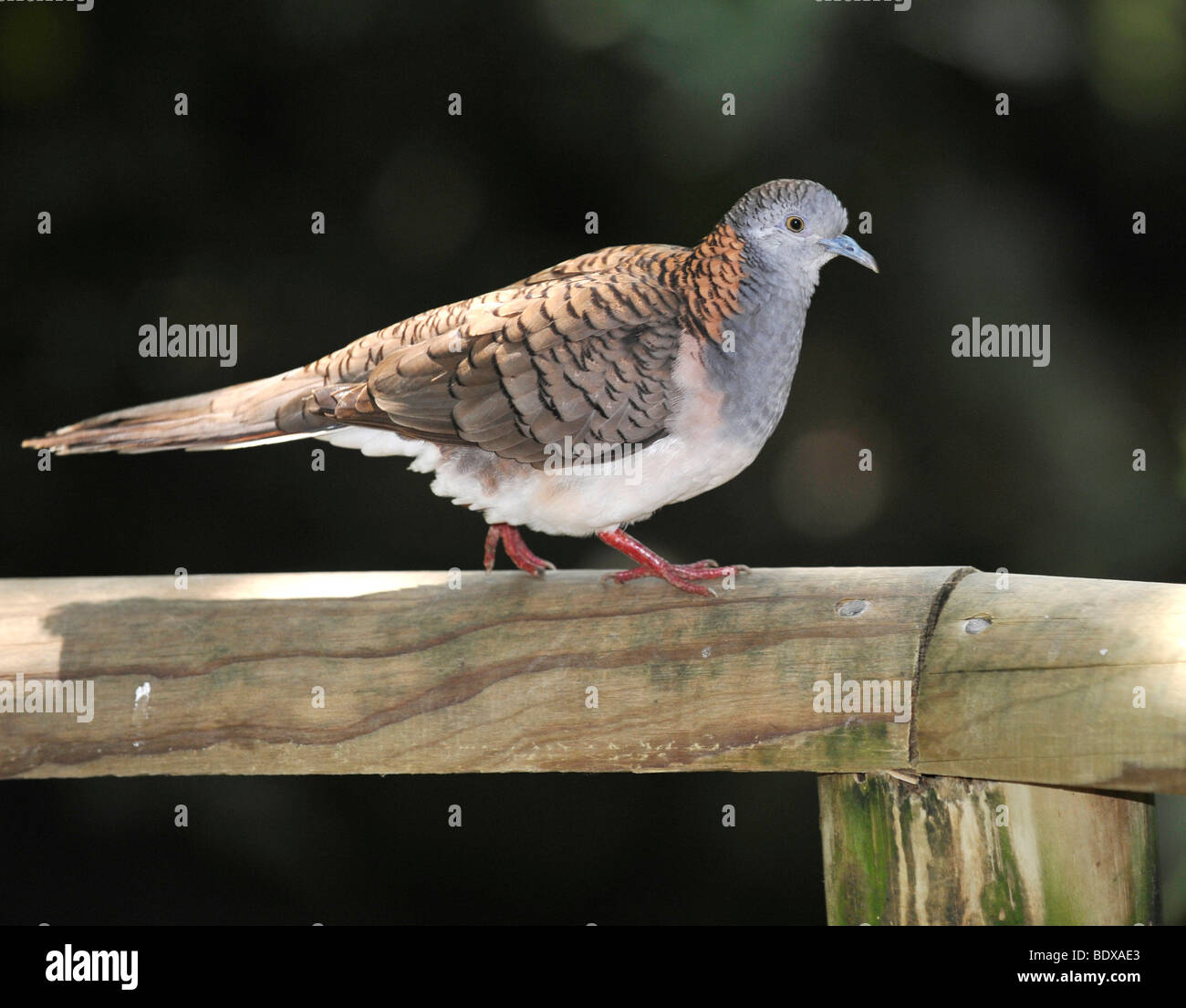 Australian bar shouldered dove geopelia humeralis photo hi-res stock ...