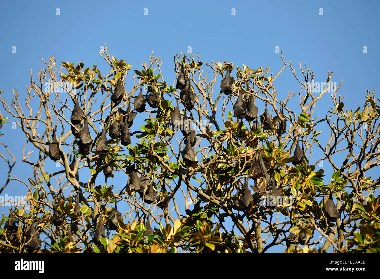 Fruit Bats High Resolution Stock Photography and Images - Alamy