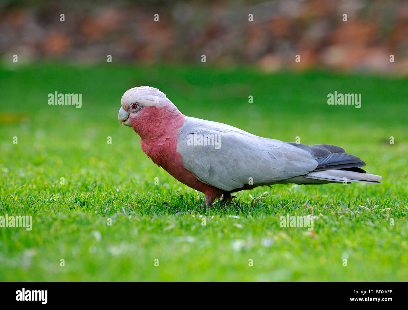 Grey and pink galah hi-res stock photography and images - Alamy