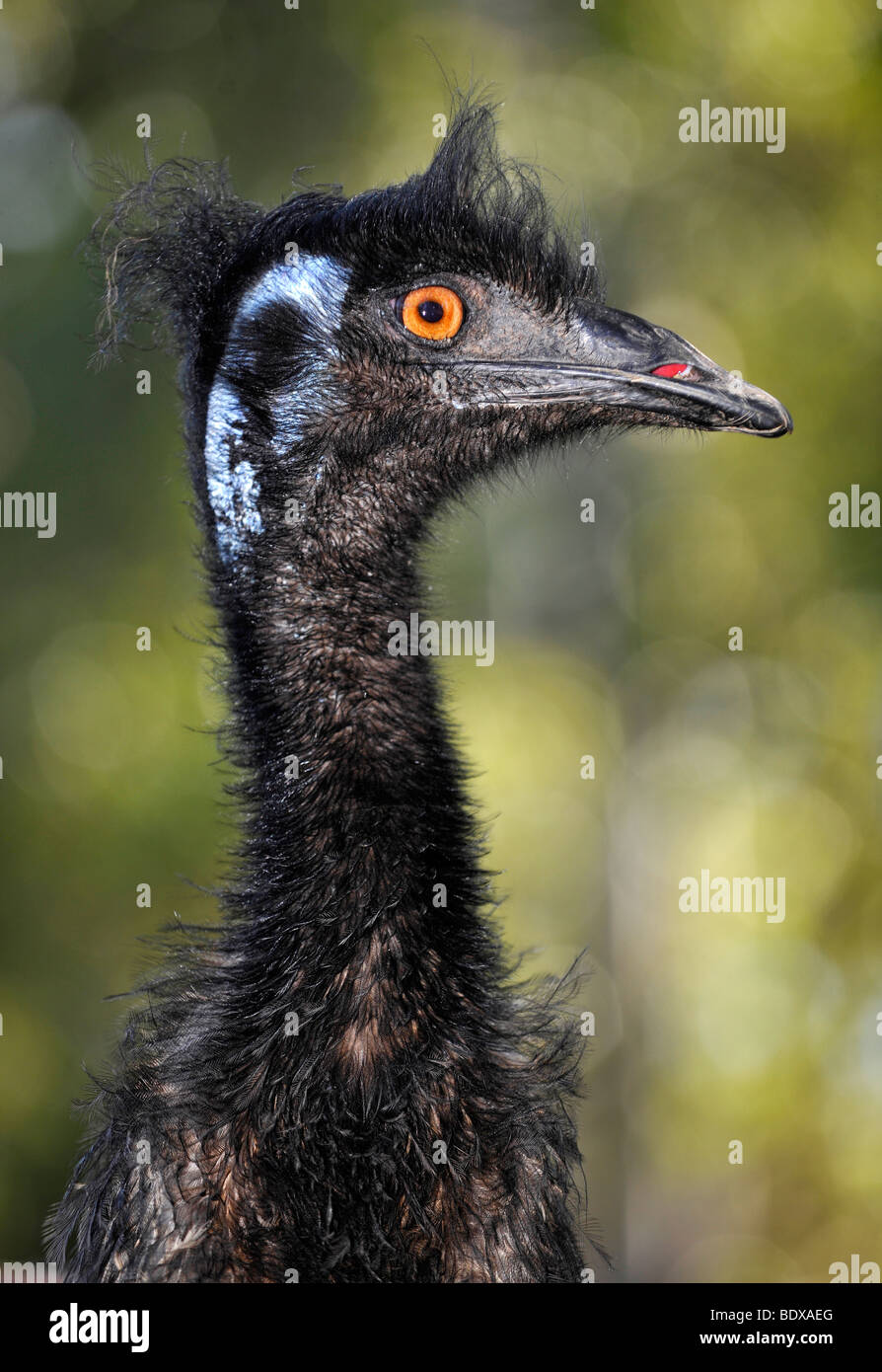 Emu australia hi-res stock photography and images - Alamy