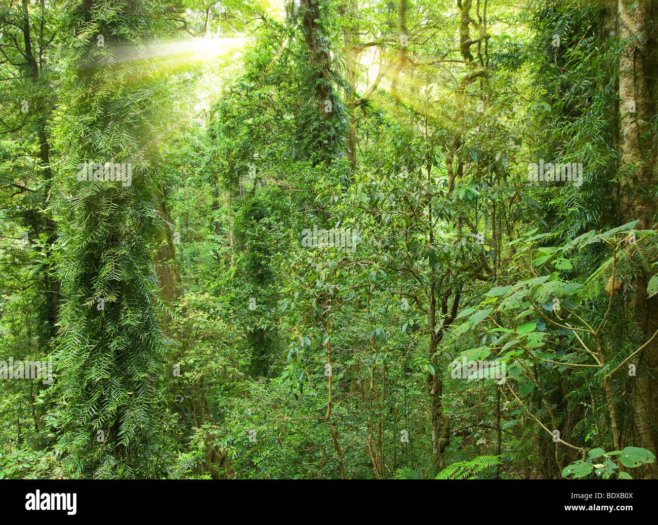 great image of light rays in the rain forest Stock Photo - Alamy