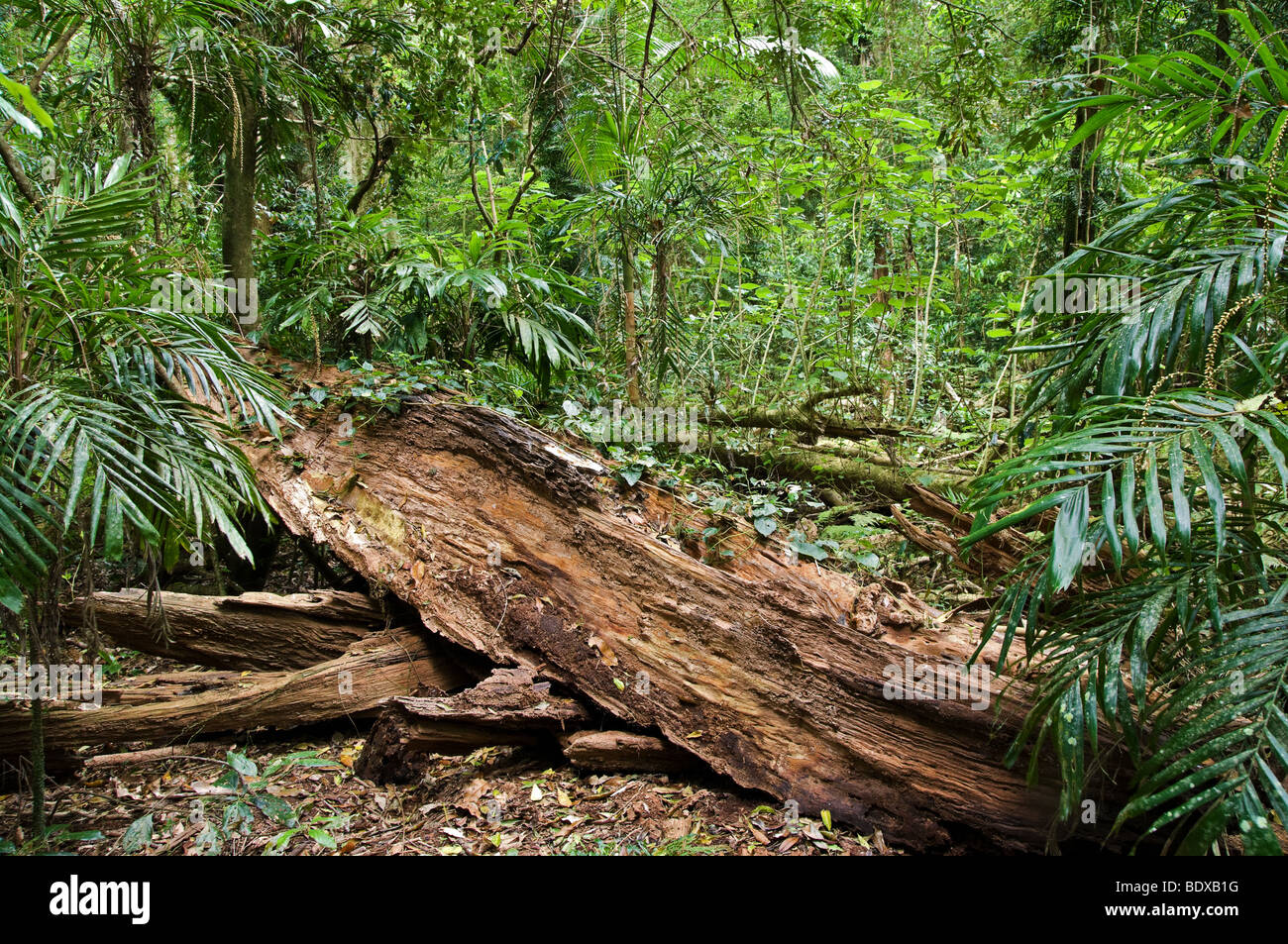 great image ofa fallen log in the rain forest Stock Photo - Alamy