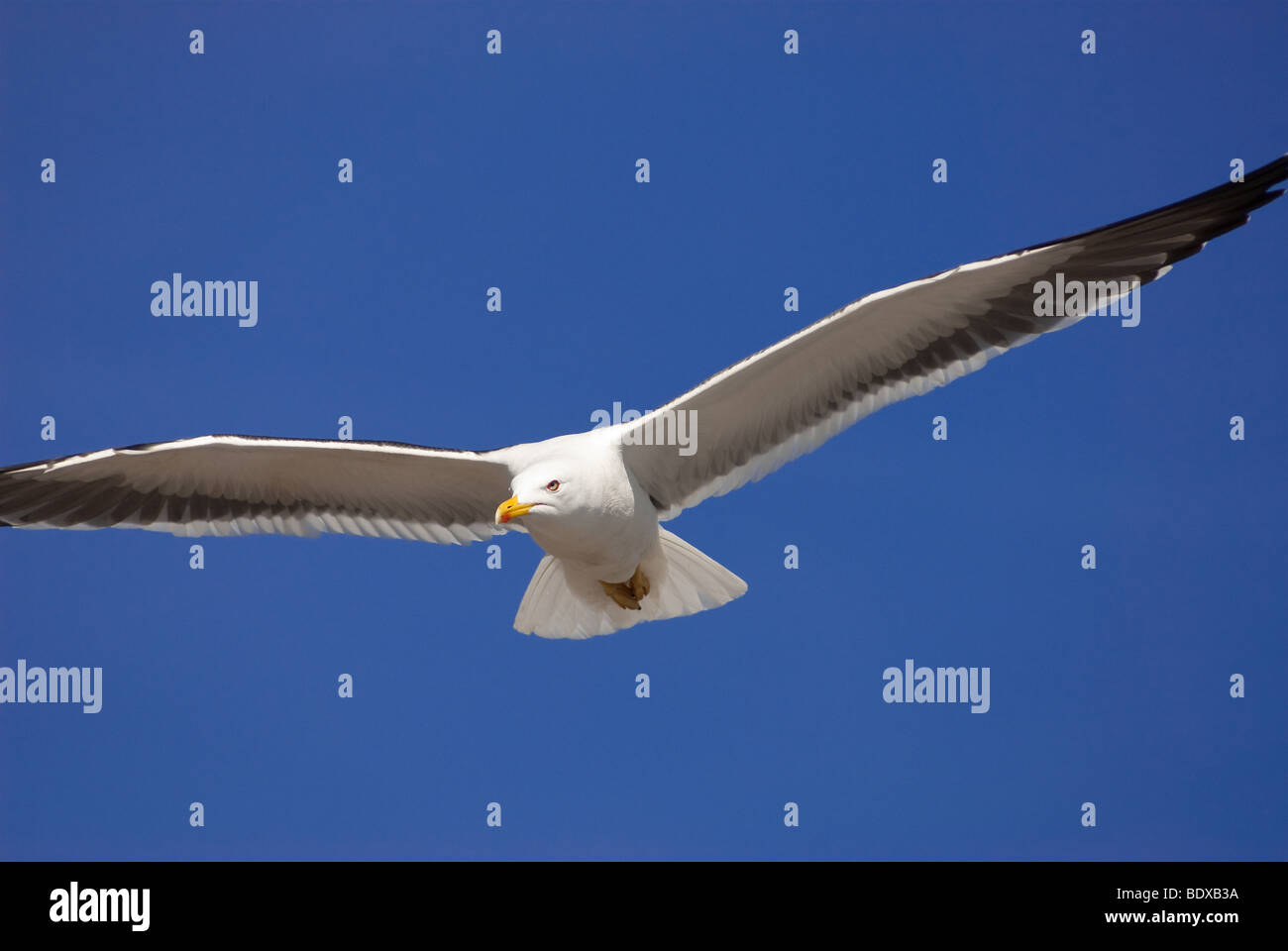 a seagull flying in front of a blue sky Stock Photo - Alamy