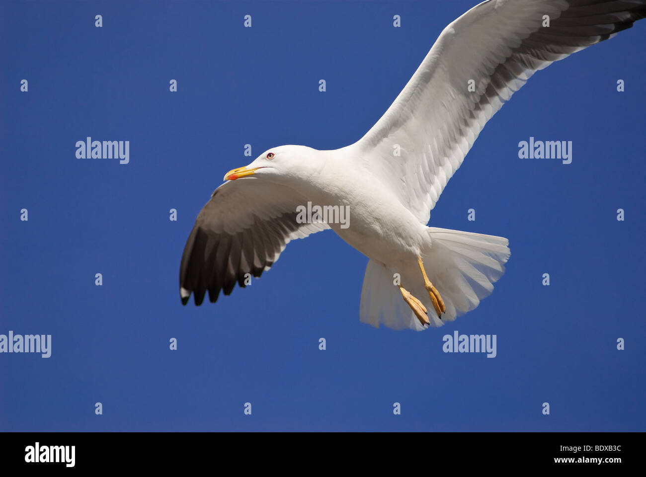 a seagull flying in front of a blue sky Stock Photo - Alamy