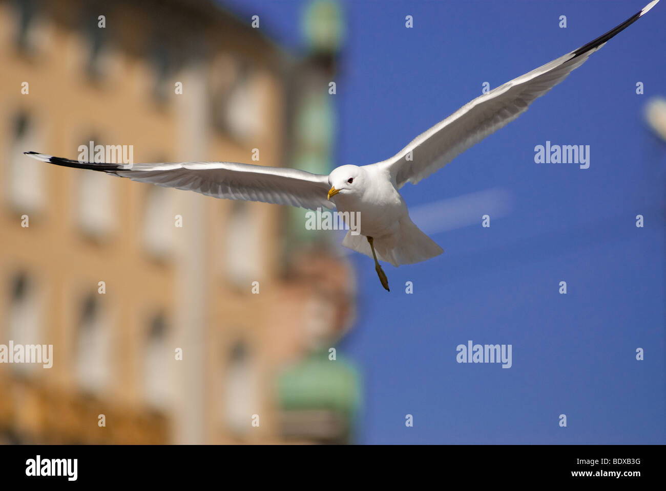 Seagull flying front view hi-res stock photography and images - Alamy