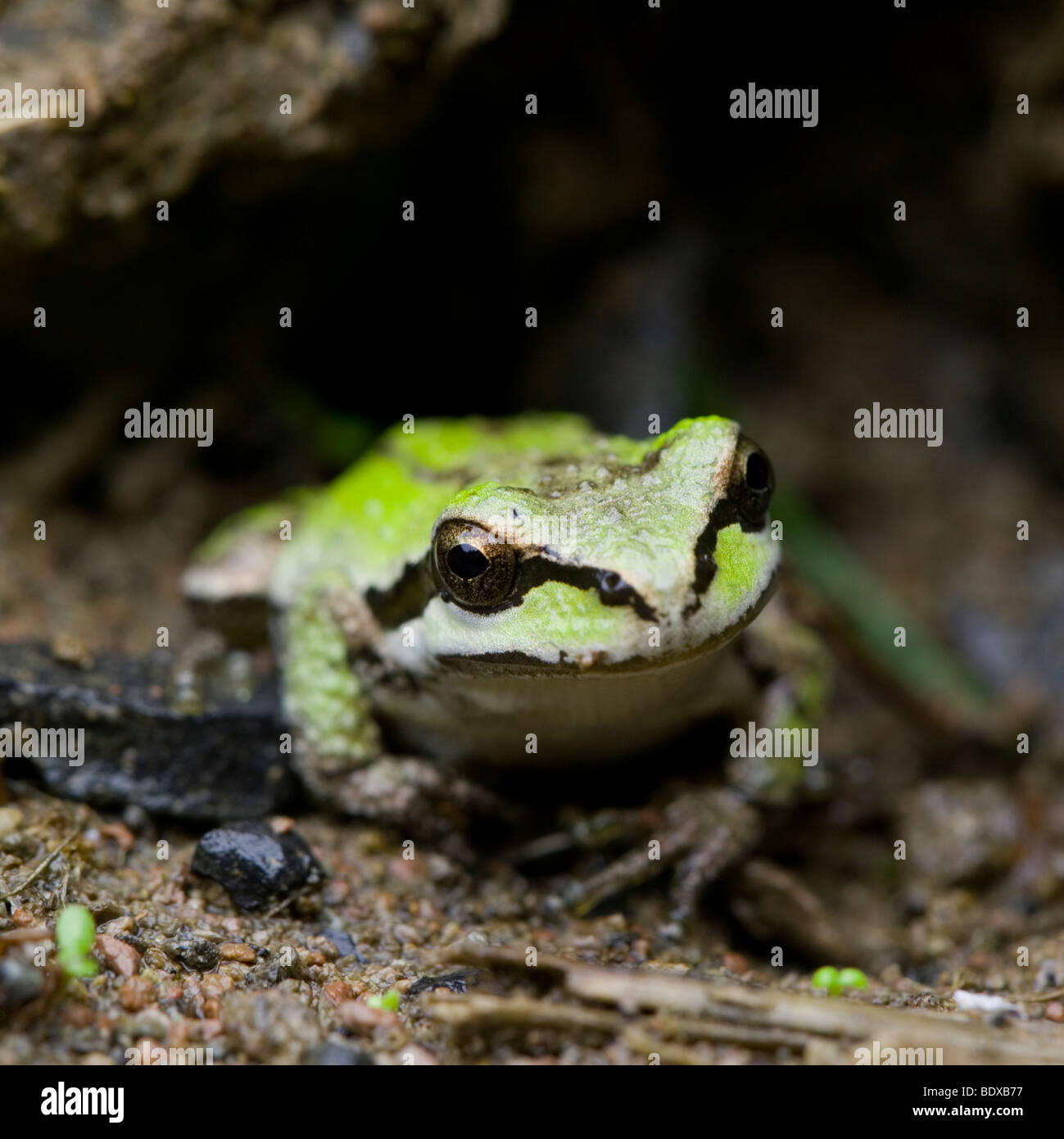 Little frog hi-res stock photography and images - Alamy