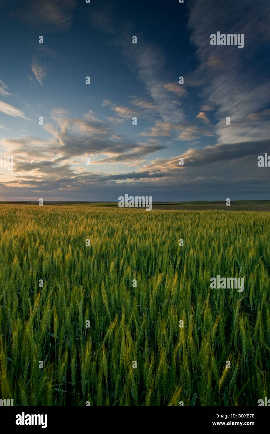 Spring wheat fields at sunset wide Stock Photo - Alamy