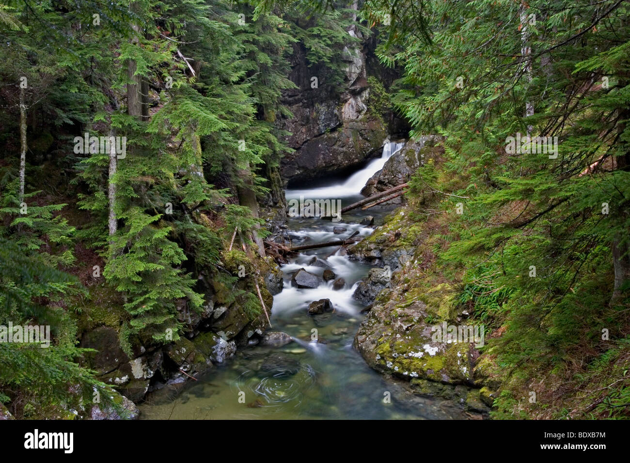 Forest stream in Pacific northwest Stock Photo - Alamy