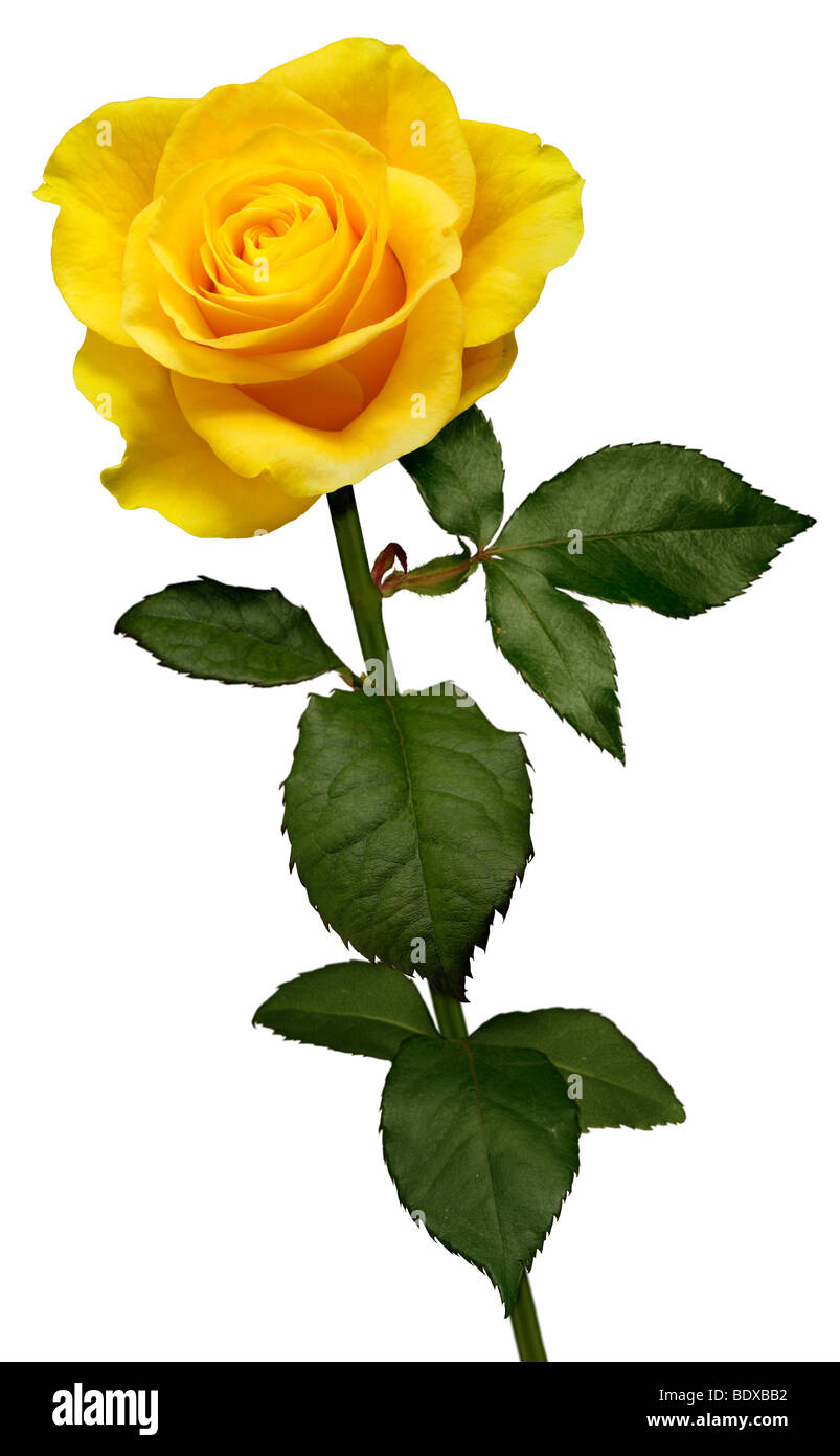 yellow rose cut-out Stock Photo - Alamy