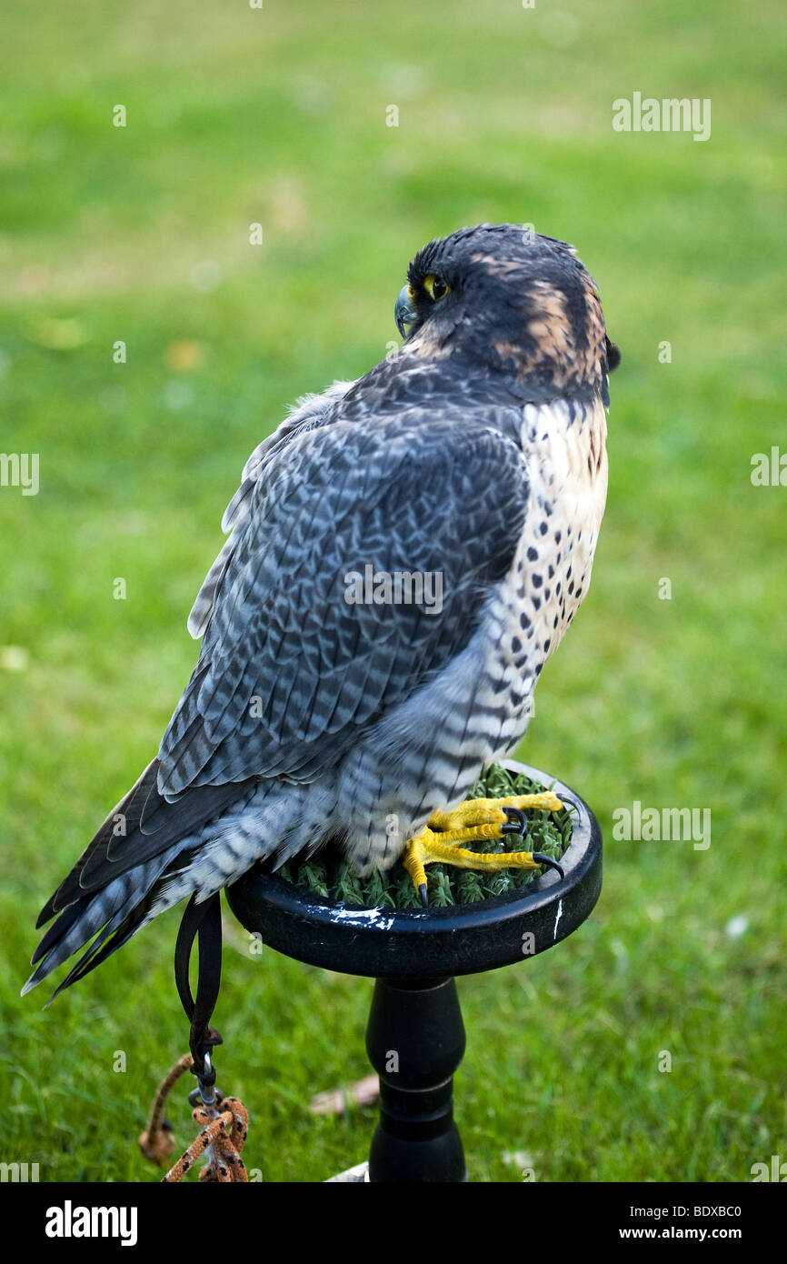 Duck hawk hi-res stock photography and images - Alamy