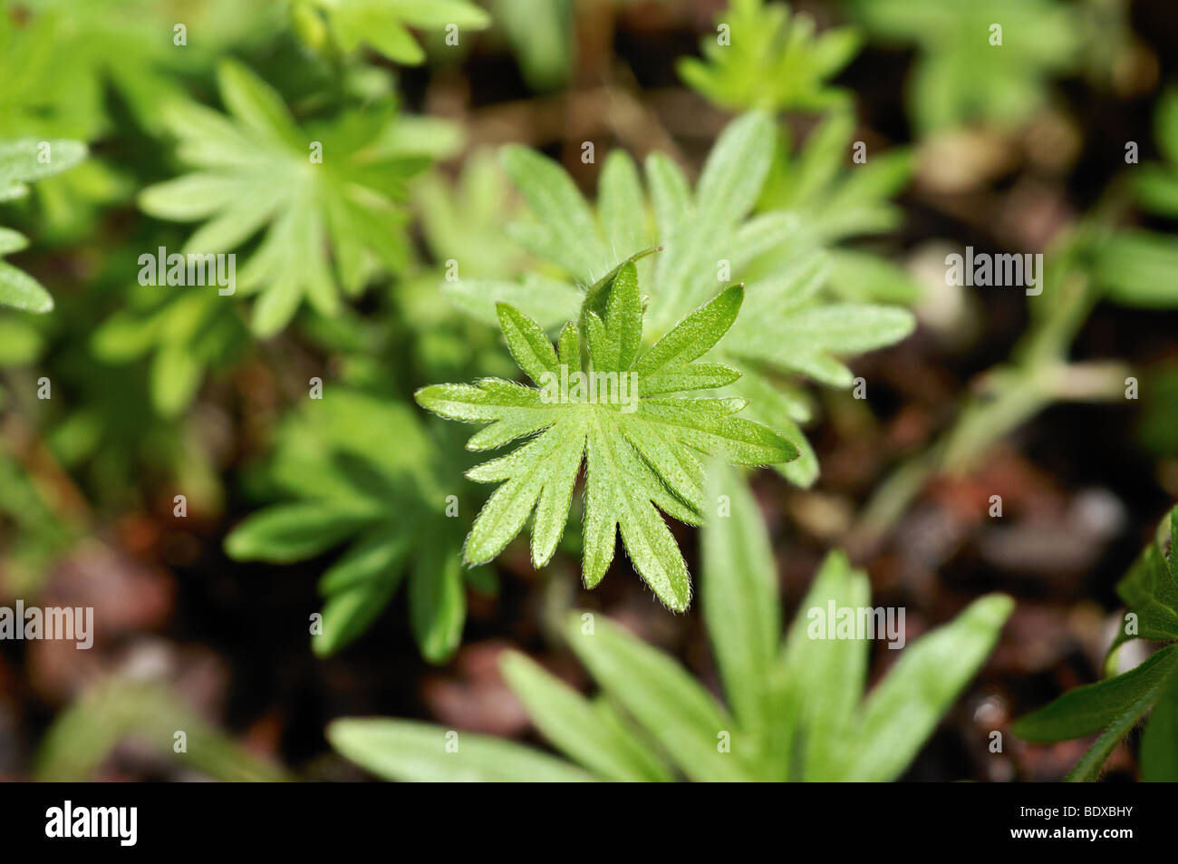 Geranium sanguineum leaf hi-res stock photography and images - Alamy