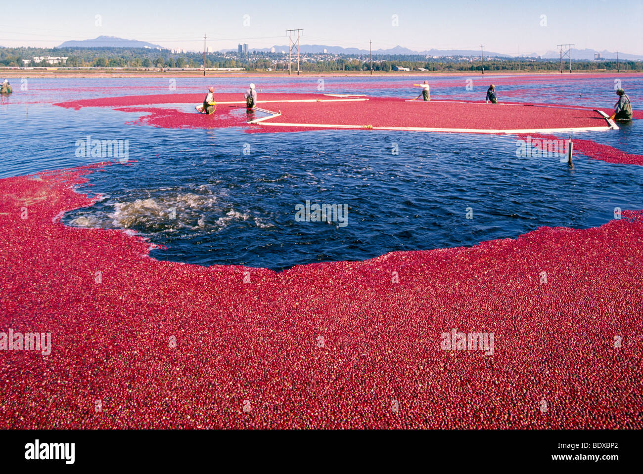 Harvesting cranberries in canada hi-res stock photography and images ...