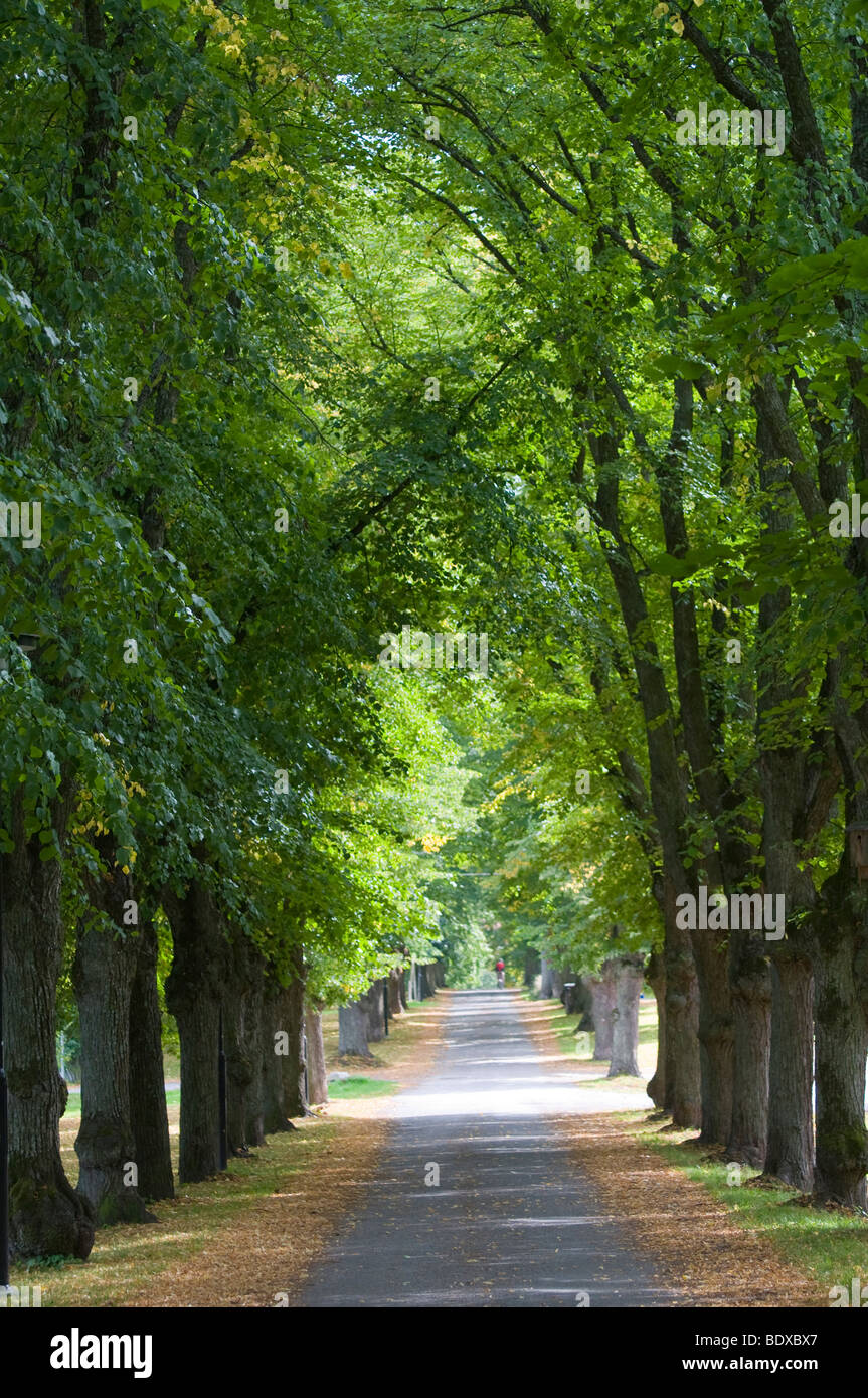 Parkway with big trees on each side Stock Photo - Alamy
