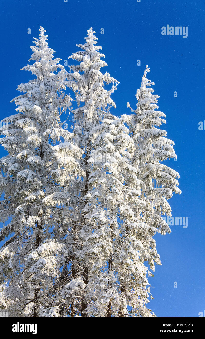 winter rime and snow covered tree tops on blue sky with some snowfall ...