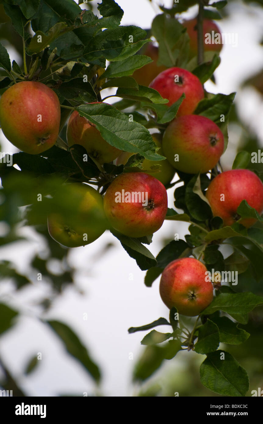 Wild apples in a tree Stock Photo - Alamy