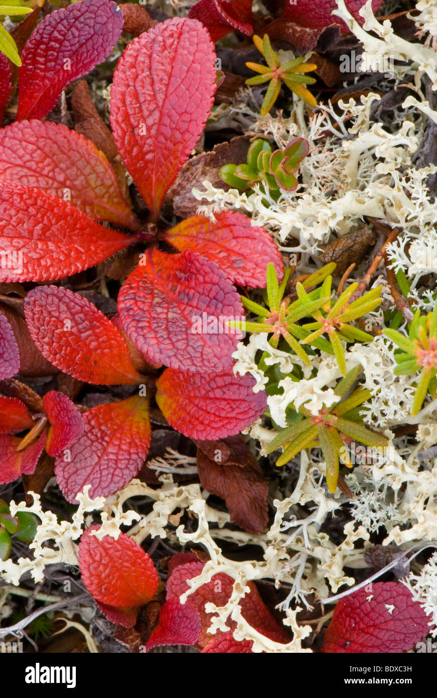 Subarctic tundra moss hi-res stock photography and images - Alamy
