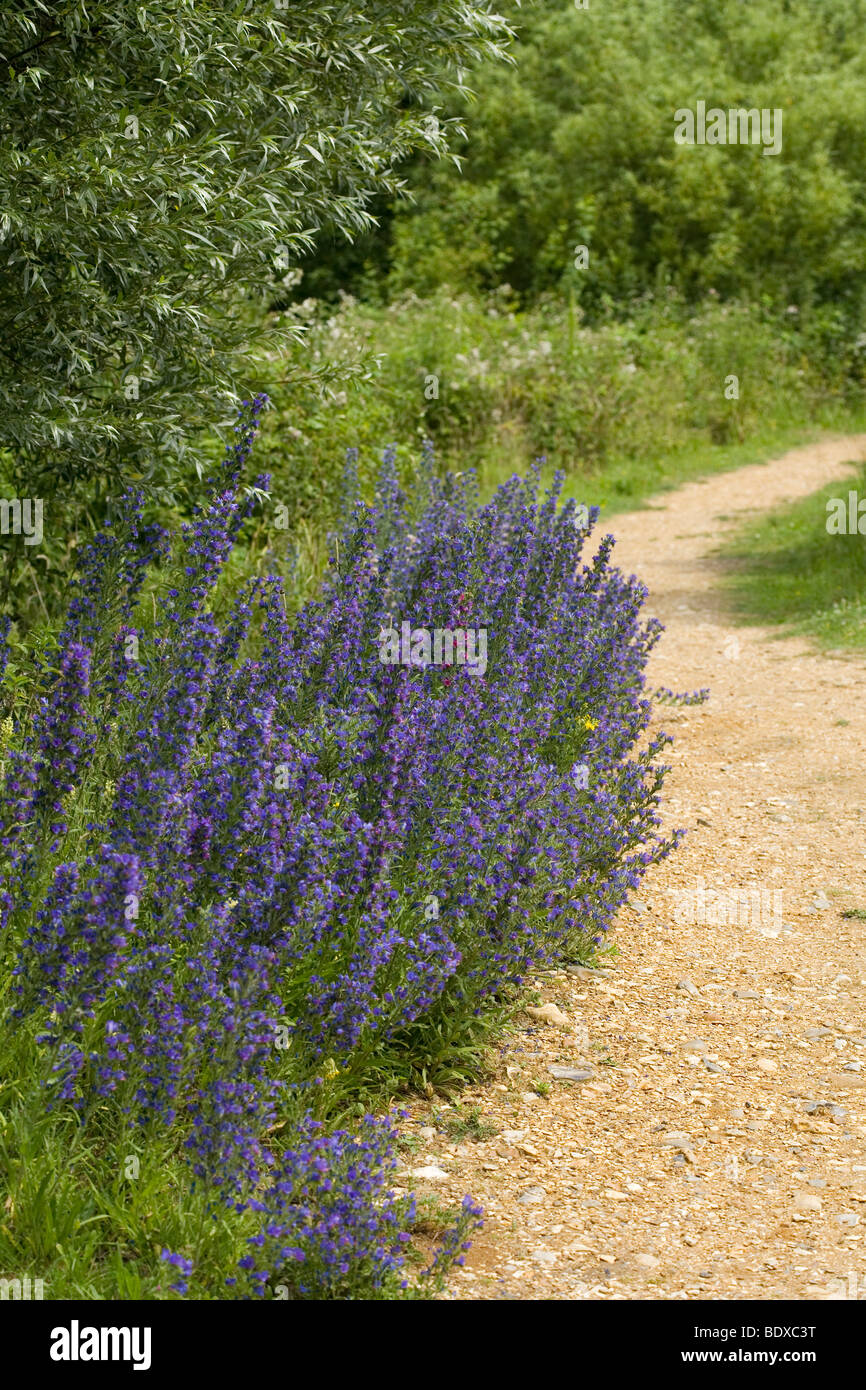 A drift of Viper's Bugloss along a path at Lackford lakes Stock Photo ...