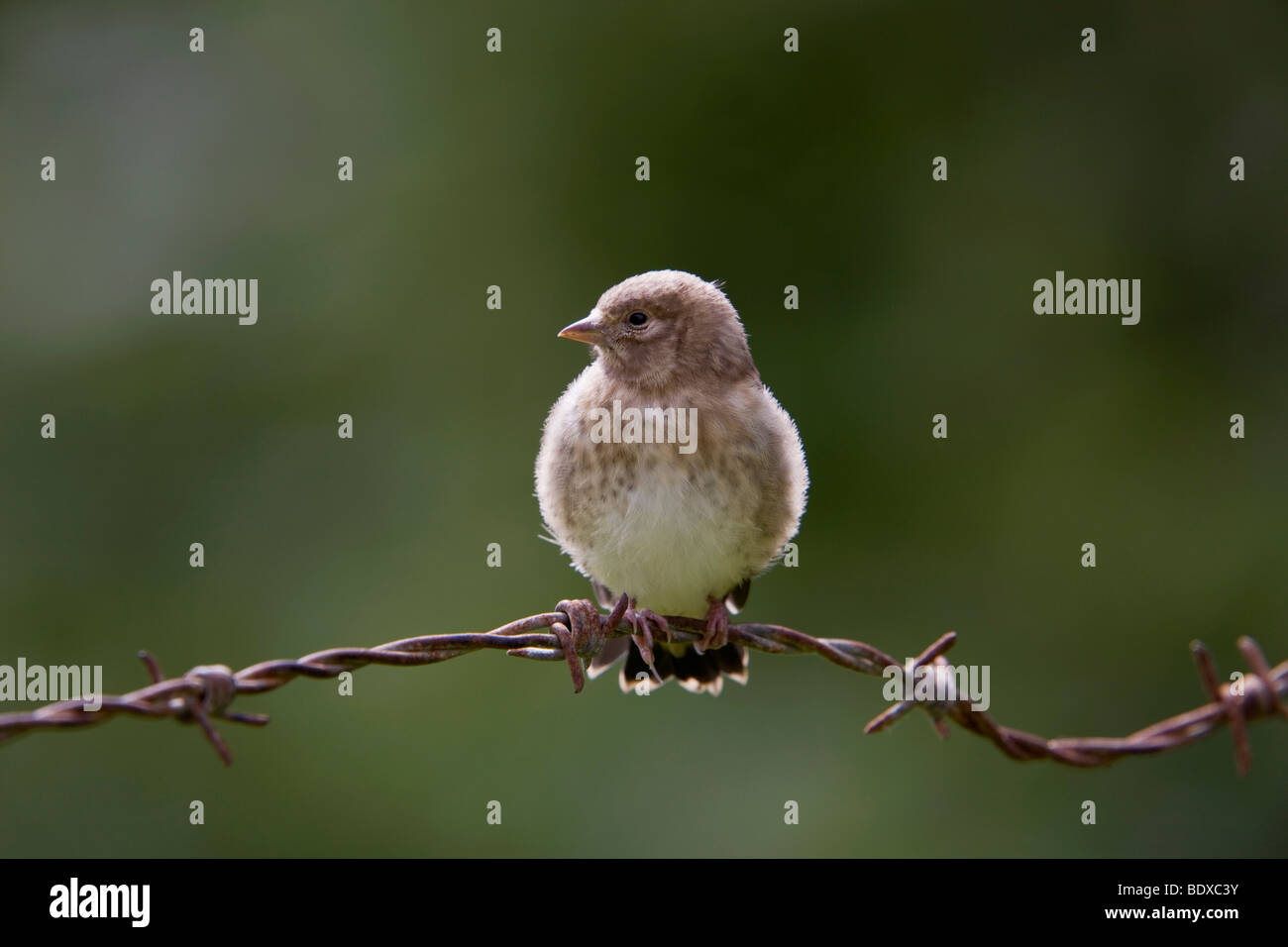 Young goldfinch hi-res stock photography and images - Alamy