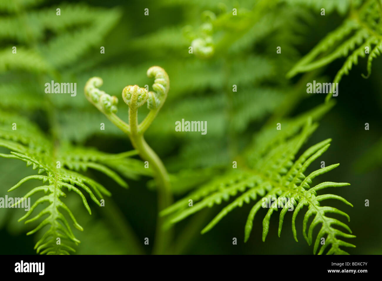Coil fern hi-res stock photography and images - Alamy