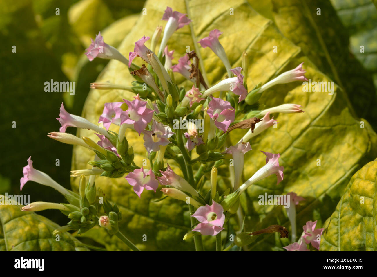 Blossoms of burley tobacco plants Stock Photo - Alamy