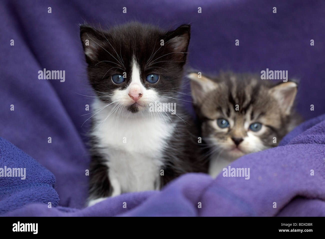 kittens around 5 weeks old Stock Photo - Alamy