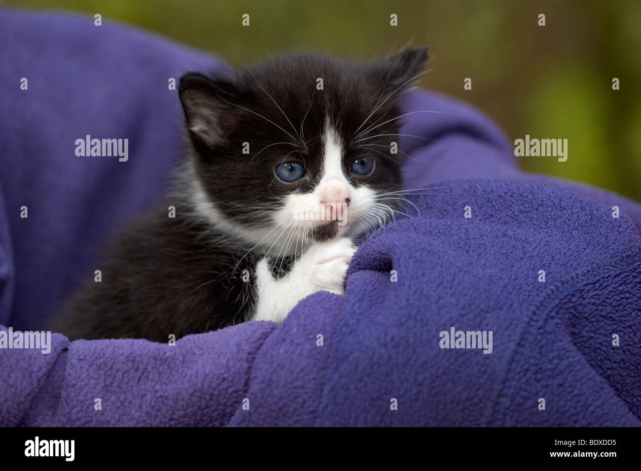 kitten around 5 weeks old Stock Photo - Alamy